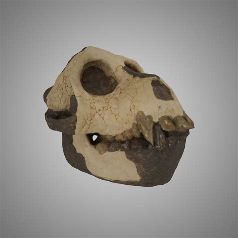 Free 3d Skull Aegyptopithecus Zeuxis Turbosquid 1327594