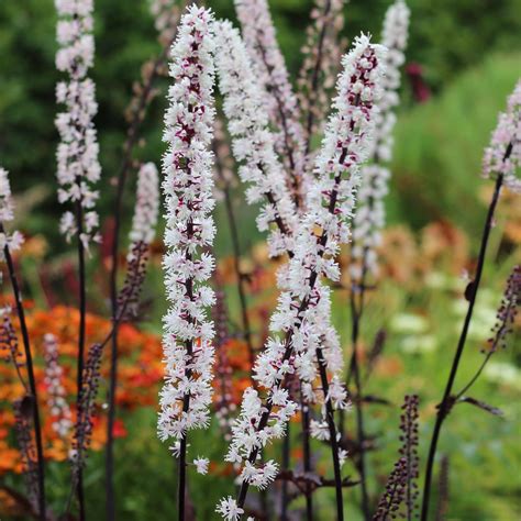 Actaea Chocoholic From Wildegoose Nursery