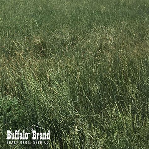 Pubescent Wheatgrass Agropryon Trichophorum