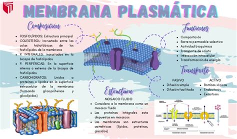 Infografía Membrana Plasmática Pdf Membrana Celular Física