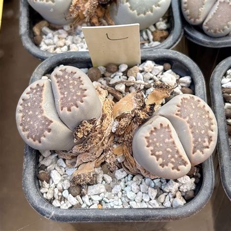 Lithops Julii V Reticulata Cactus And Other Succulent Plants Online