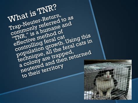 Ppt Feral Cats The Solution Powerpoint Presentation Free Download
