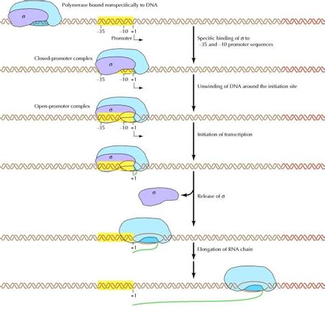 2 The Rnap Can Bind Nonspecifically To Dna And Searches For The