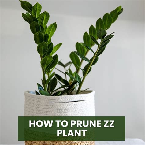 How To Prune Zz Plant Keep It Lush And Healthy All Year