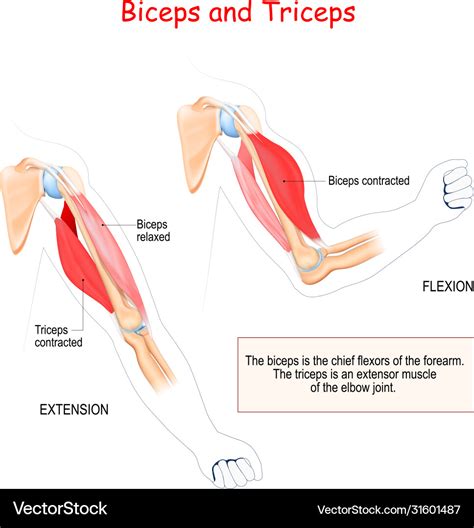 Biceps Triceps Movement Of The Arm And Hand Muscles Stock