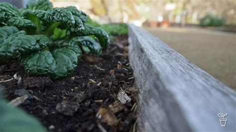 Pest Proof Patch Gardening Australia