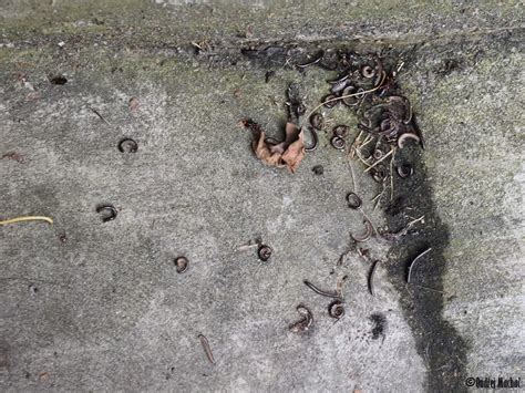 Cylindroiulus Caeruleocinctus Oblanka Sídelní Julidae