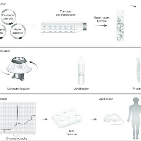 A Typical Lentiviral Vector Backbone Plasmid Download Scientific Diagram
