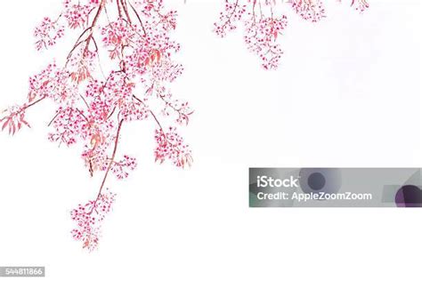 Abstrak Kabur Dan Fokus Lembut Bunga Sakura Atau Cherry Foto Stok Unduh Gambar Sekarang Istock