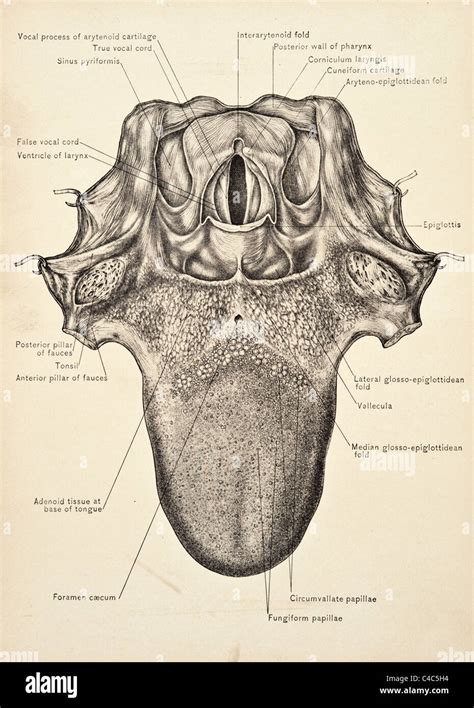 Mylohyoid Raphe