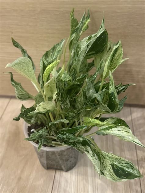 ポトス テルノ ラブソング Plants Navi