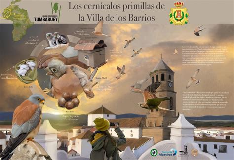 Próxima Instalación De Cartel Divulgativo Sobre Los Cernícalos