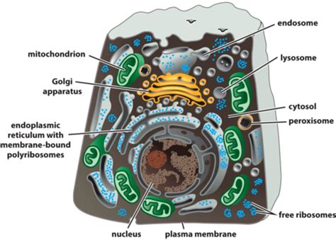 Molec Cell Bio Exam 4 Flashcards Quizlet