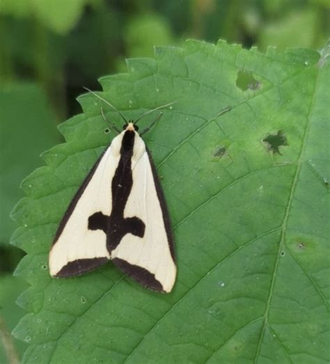 Clymene Moth Linda Verhoog Flickr