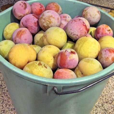 Garden Basics With Farmer Fred 244 2023 Fruit Tree Planning