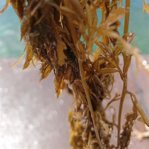 Iakamoku Miyako Shi Iwate