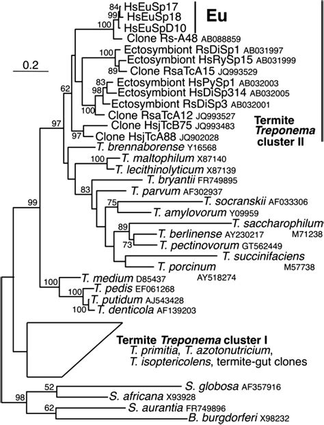 Acetogenesis From H2 Plus Co2 And Nitrogen Fixation By An Endosymbiotic