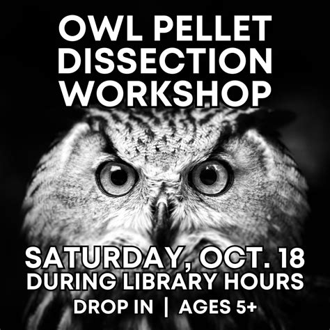 Owl Pellet Dissection Workshop Clark Memorial Library