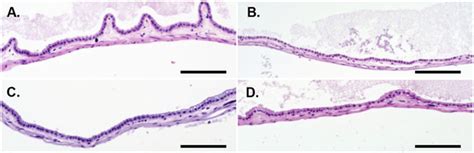 Morphological Study Of 11 Mo Old Male Mouse Gallbladder No