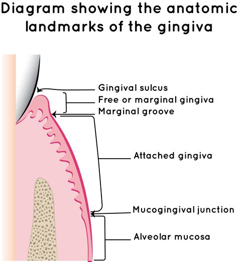 Anatomi Periodontal