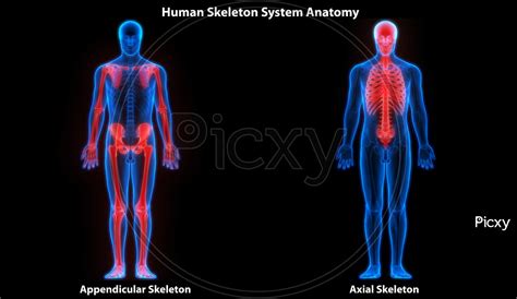 Axial And Appendicular Skeleton System