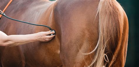 How To Feed A Sick Or Injured Horse Thompson And Redwood