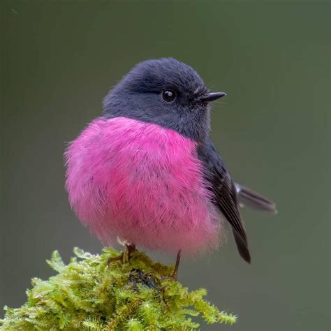 Australian Photographer Captures Video Of Elusive Pink Robin In
