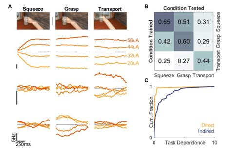 Icms Evoked Activity Depends On Behavior A Top Squeeze Grasp And