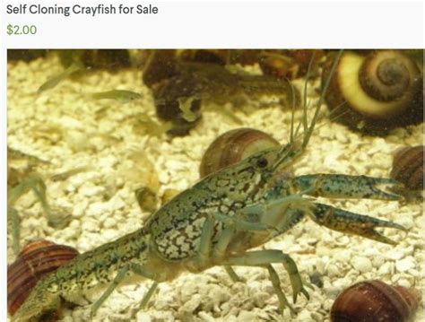 Female Mutant Crayfish Clones Have Landed But Government Recommends