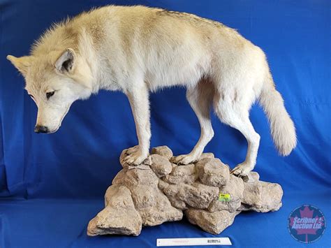 Taxidermy Full Mount White Timberwolf Female Posed On Rock Display