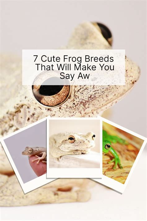 7 Cute Frog Breeds That Will Make You Say Aw Cute Frogs Happy