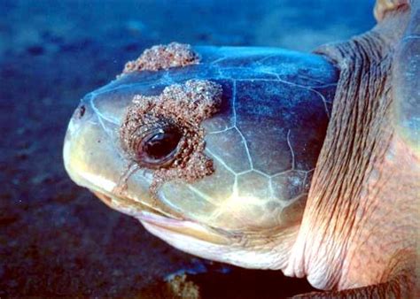 Flatback Sea Turtle Ocean Treasures Memorial Library