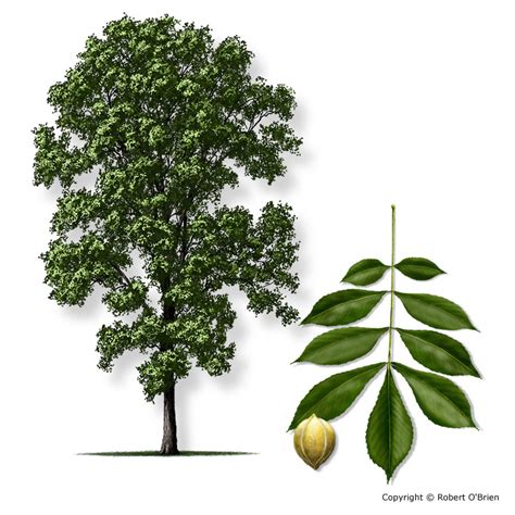 Texas Aandm Forest Service Trees Of Texas List Of Trees