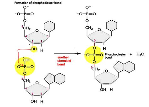 Phosphate Ester Synthesis