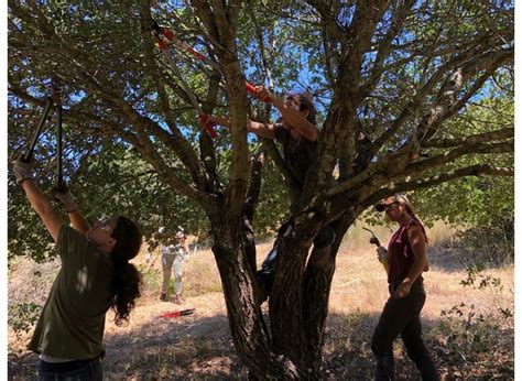 Elemental Tree Network Santa Cruz California Treecarehq