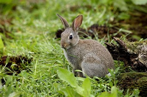 Conejo Europeo Oryctolagus Cuniculus Correr Adulto Imagen De Archivo