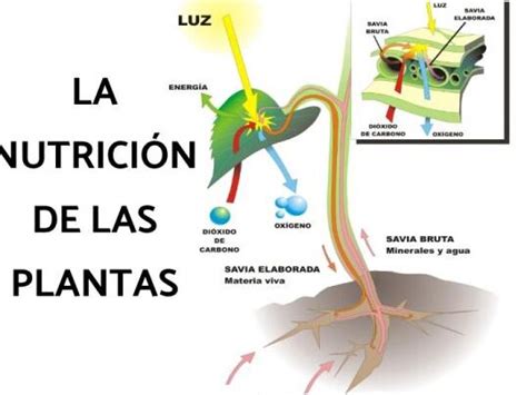 Importancia De Los Nutrientes En Las Plantas Todo Lo Que Debes Saber