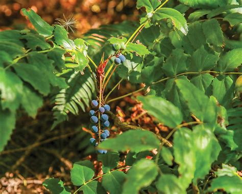 Edible Berries Oregon Coast At Harry Quintana Blog
