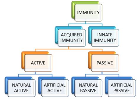 Immunology Series Part 2 Classification Of Immunity And Innate Immunity