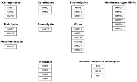 Matrix Metallopeptidase Encyclopedia Mdpi