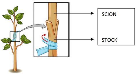 Asexual Reproduction By Grafting In The Plants Science Online