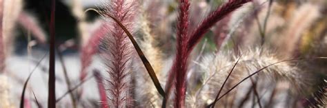 Pest Control Simcoe County Environmental Pest Control