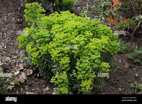 Euphorbia Tiny Tim