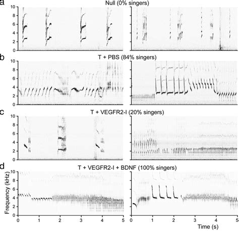 Sonograms Of Typical Songs Produced By Birds Of Different Treatment