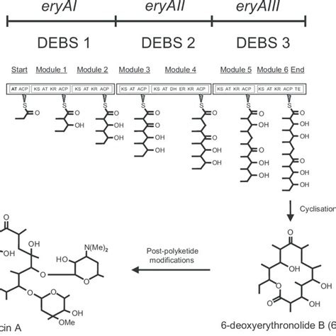 Pdf Molecular Biology Of Polyketide Biosynthesis