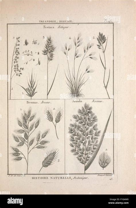 An Encyclopedic Work Detailing The Three Kingdoms Of Nature Mineral