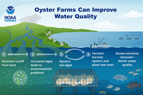 New Calculator Helps Oyster Growers Measure The Water Quality Benefits
