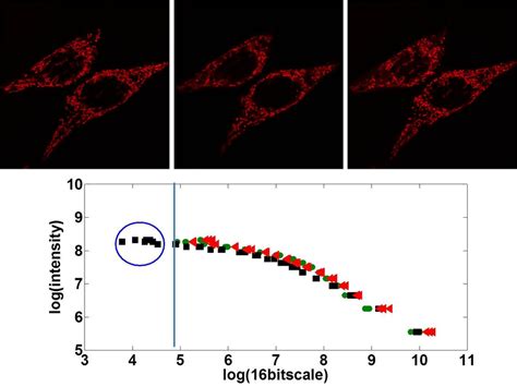 Mitotracker Red Stained Mitochondria Of Live Hela Cells A In Absence