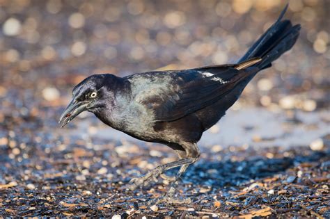 Grackle And Crow