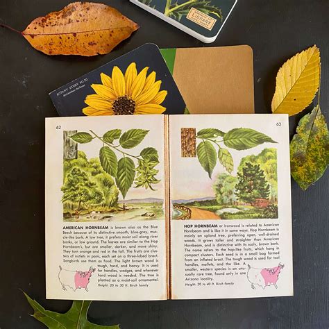 Vintage 1950s Tree Identification Book Circa 1956 By Golden Press In